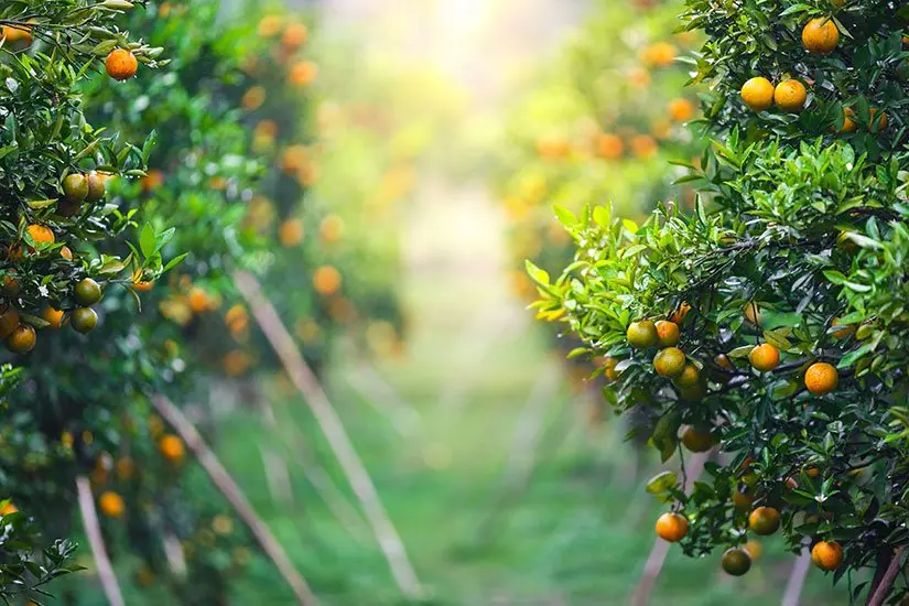 El Naranjo: Cómo Cuidar Este árbol De Tronco Naranja | Guía De Arbolado