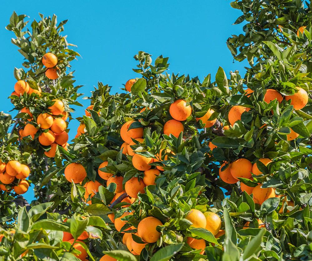 Información Completa Para El Cuidado De árboles Frutales: Consejos Para ...