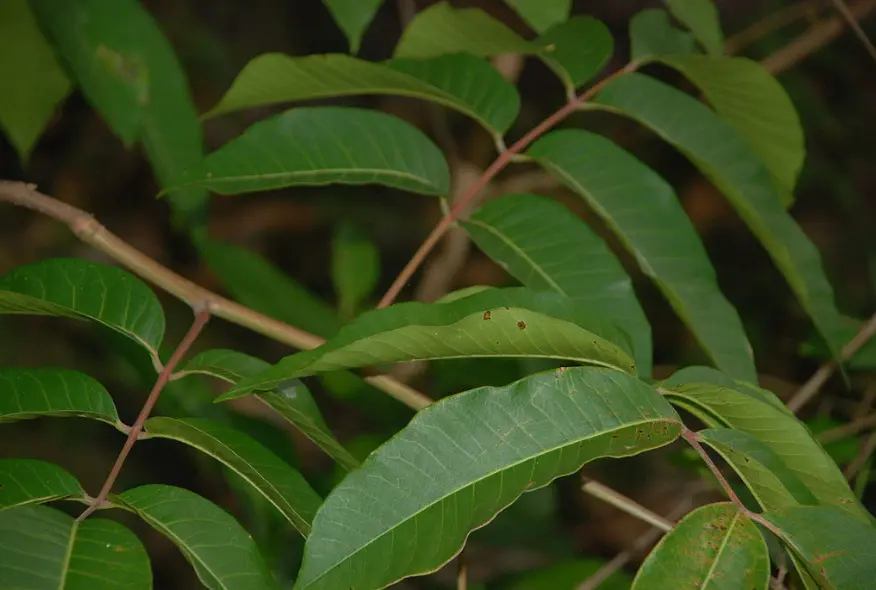 Chichita: El árbol De La Pimienta Roja Y Sus Usos | Guía De Arbolado