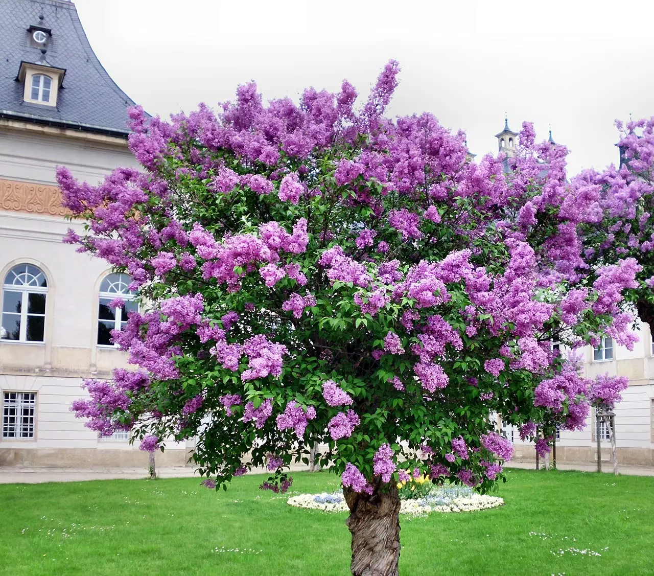 Los Encantadores árboles Lilas Para Su Cultivo | Guía De Arbolado