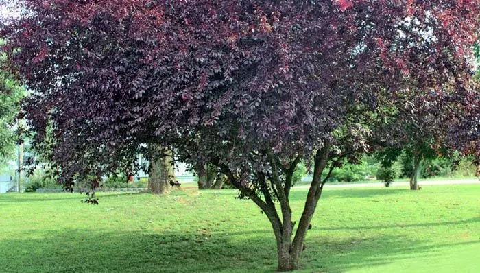 Cómo Trasplantar Un árbol Para Un éxito Asegurado | Guía De Arbolado