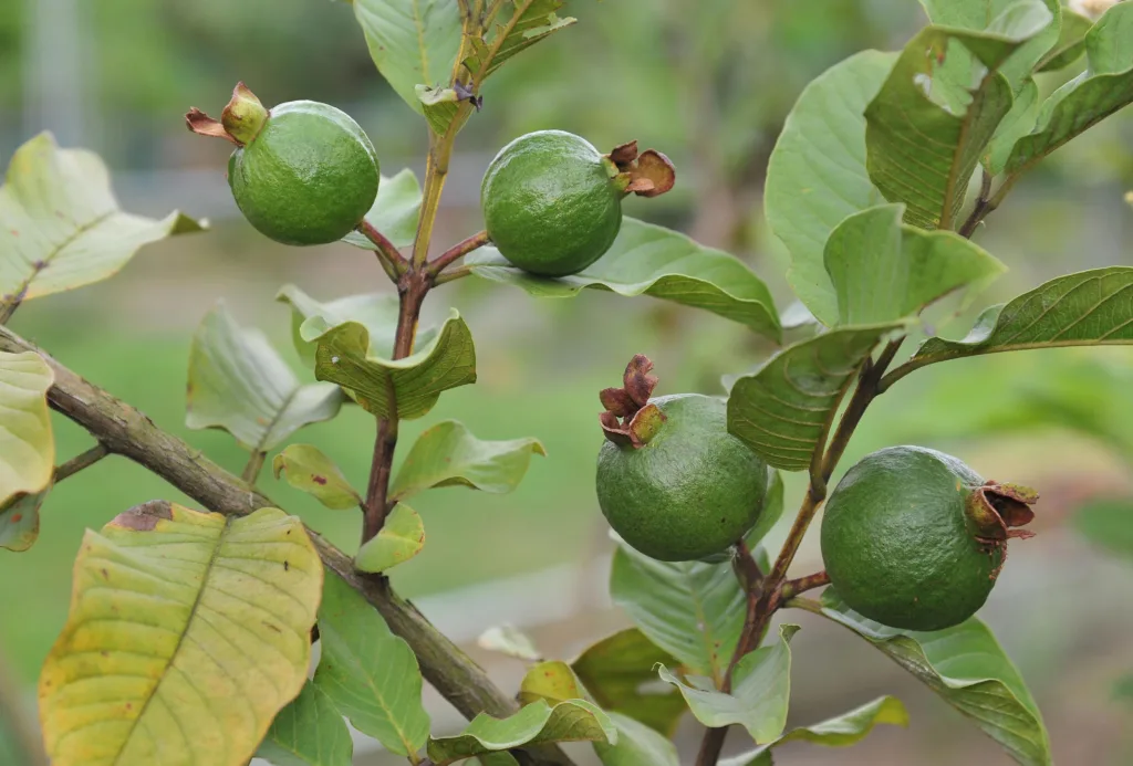 Árbol De Guayaba Para Cultivar Y Disfrutar De Esta Deliciosa Fruta ...