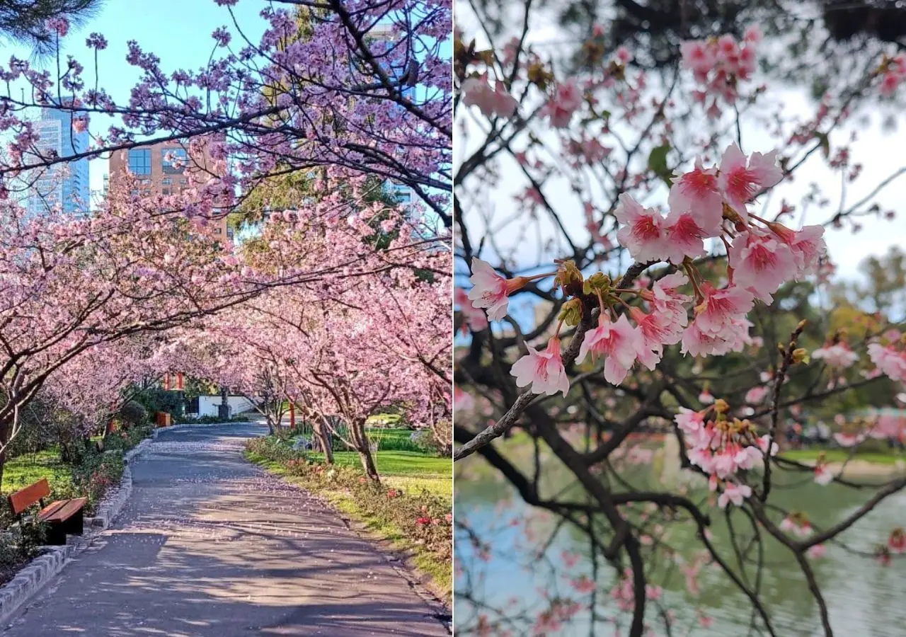 El Encanto Del Cerezo En Flor En Buenos Aires: El Jardín Japonés | Guía ...