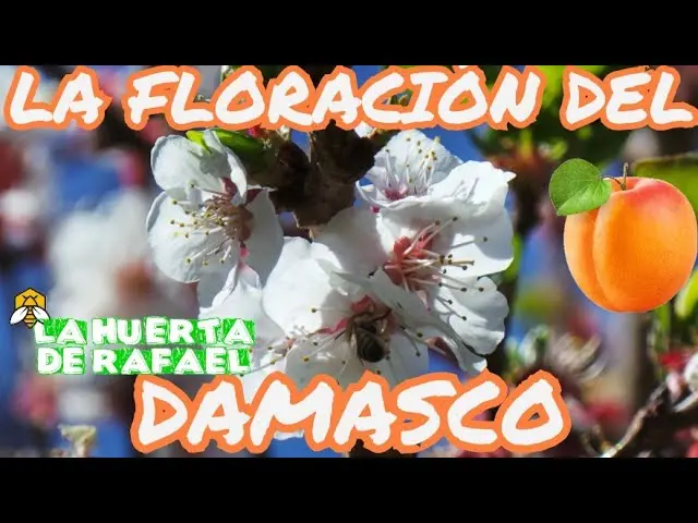 El árbol De Damasco Florecido: Un Espectáculo De Belleza Y Sabor | Guía ...