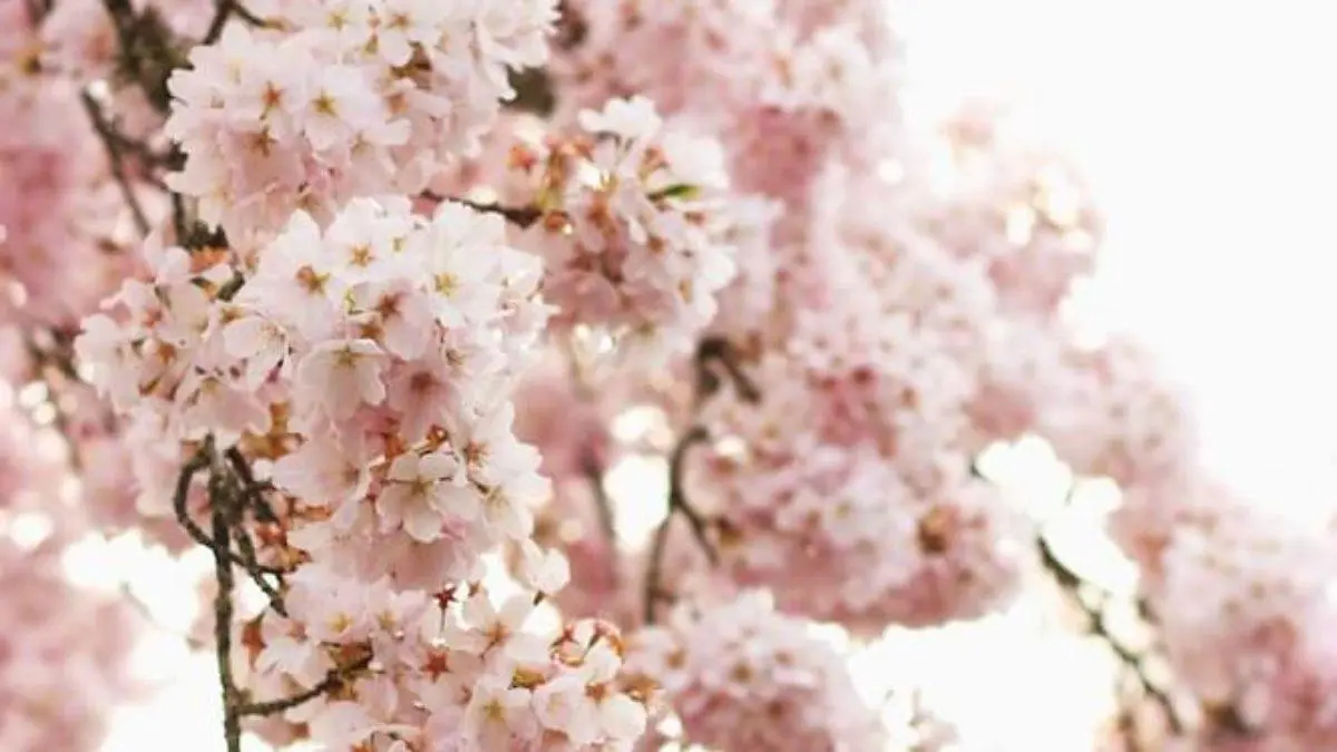 El Cerezo Rojo Para Plantar Y Cuidar Este árbol | Guía De Arbolado