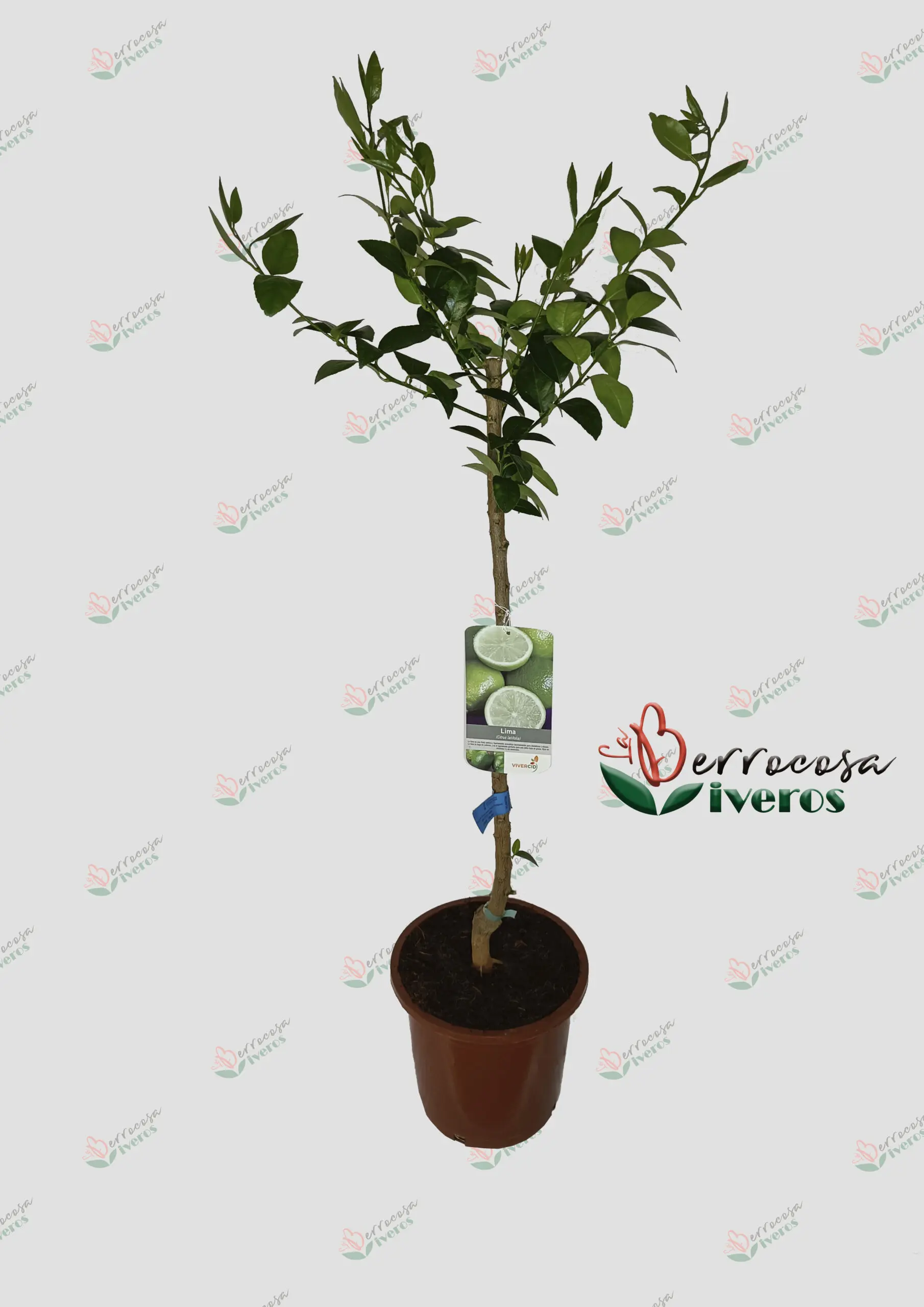 El árbol De Lima: Características, Cultivo Y Usos | Guía De Arbolado