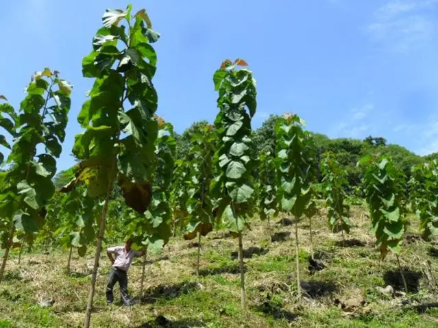 Teca: Cultivo Y Características Del árbol De Madera Preciosa | Guía De ...
