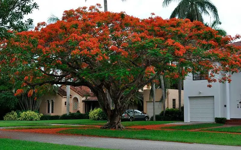 Información Completa Para Plantar Un Flamboyán: Ubicación Ideal ...