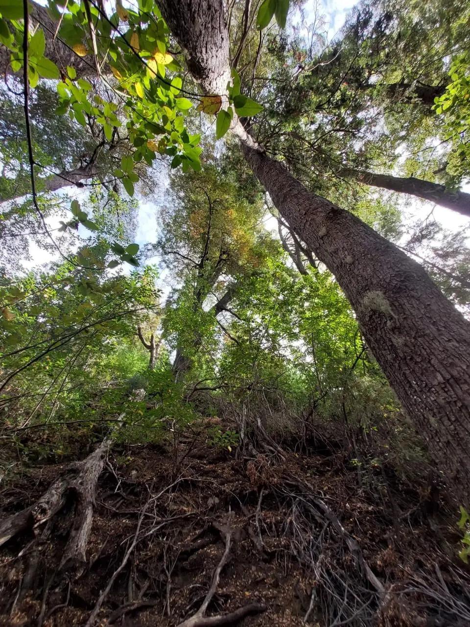 Los árboles: Un Recurso Natural Esencial Para La Vida | Guía De Arbolado
