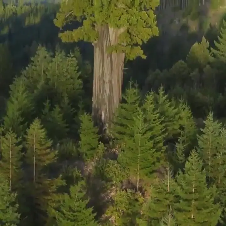 Los árboles Más Bellos Del Entorno: Un Viaje Por La Belleza Natural ...