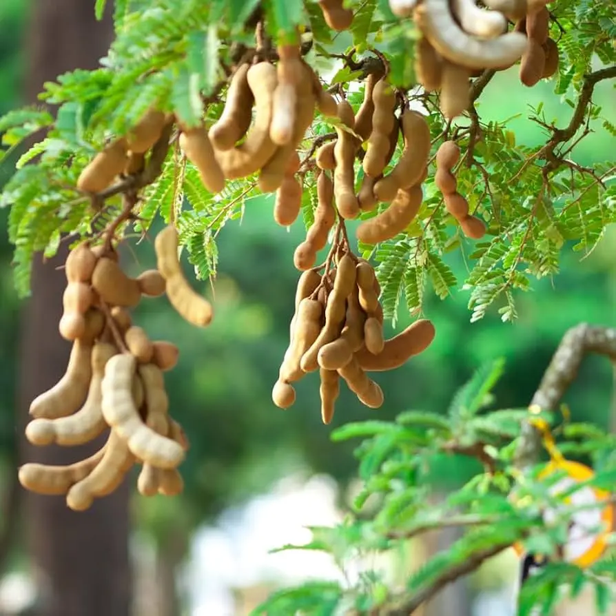 Tamarindo: El árbol Y Su Exquisita Fruta | Guía De Arbolado