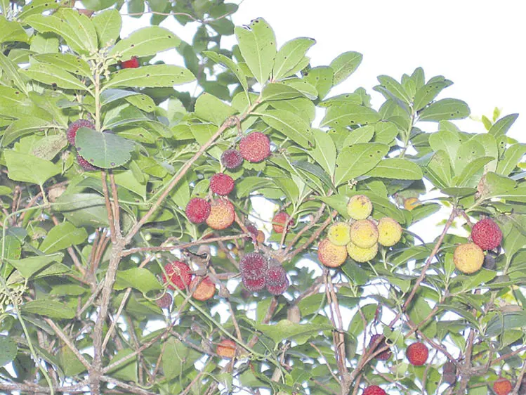 El Madroño: El árbol Nacional De Nicaragua | Guía De Arbolado