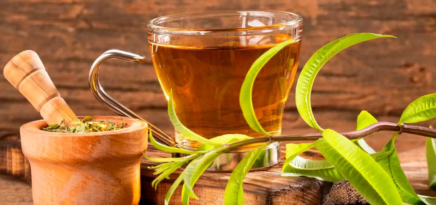 Cedrón En Maceta De Cultivo Y Beneficios | Guía De Arbolado