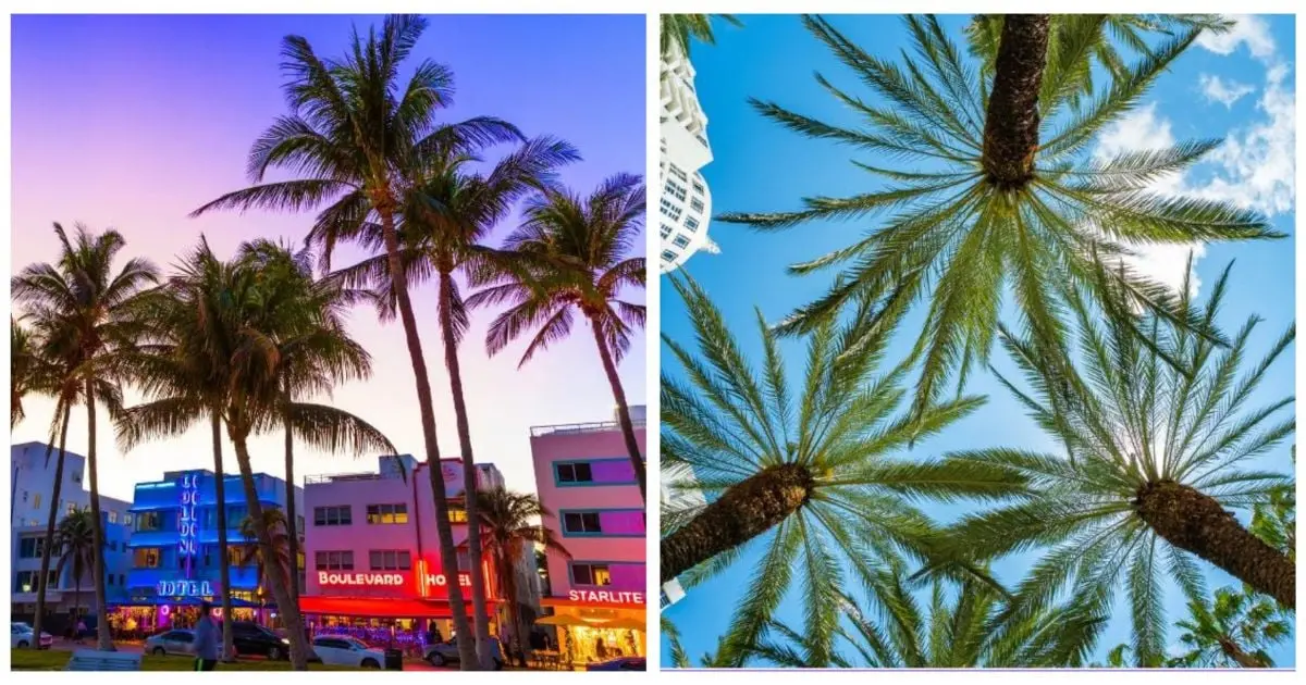 Especies Y Nombres De árboles De Florida